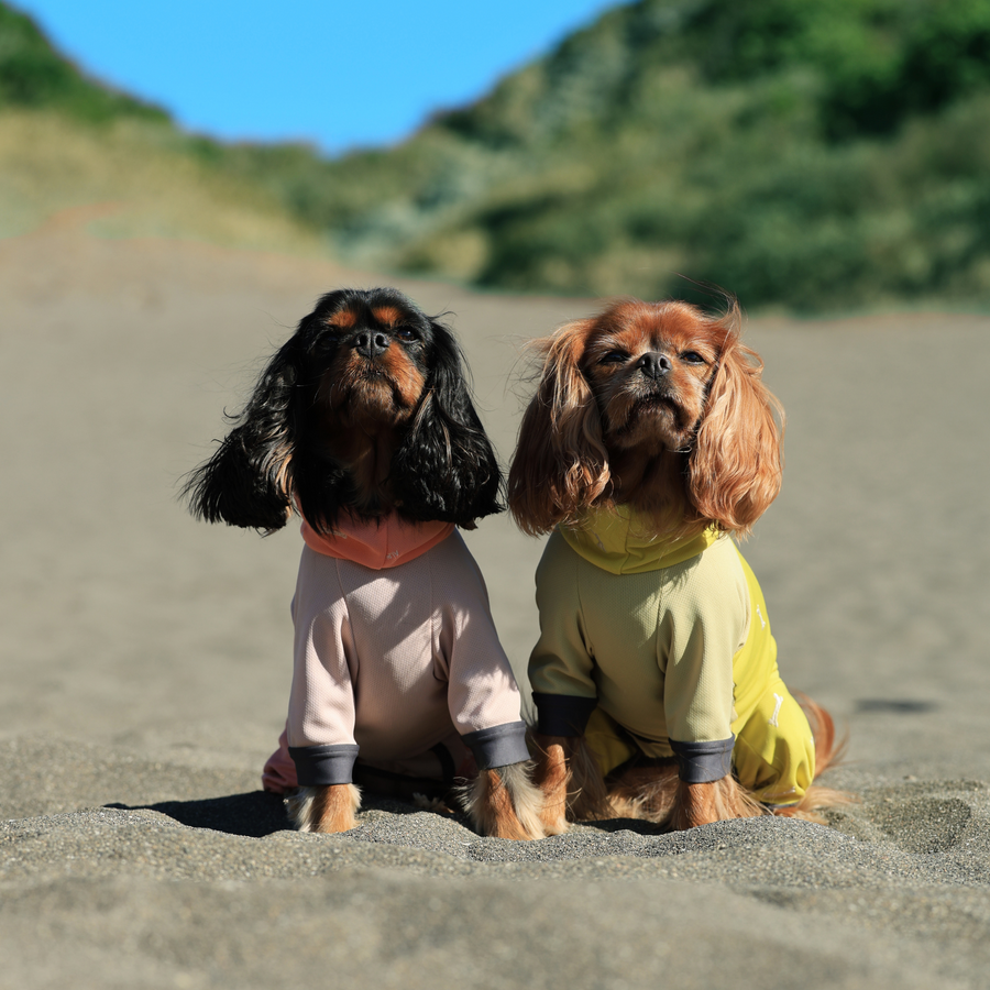 【新商品情報】 DOG GUARD COOL 2025年モデル4/3発売