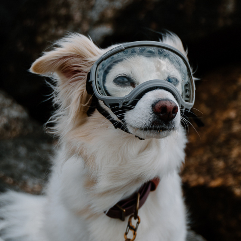 REXSPECS V2 ドッグゴーグル Black