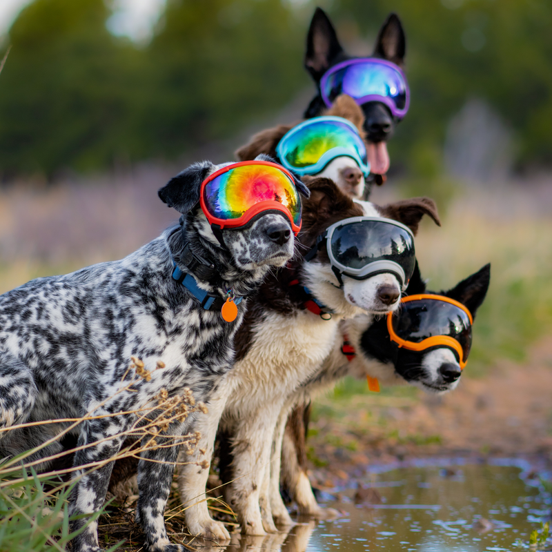 REXSPECS V2 ドッグゴーグル替えレンズ レッドミラー