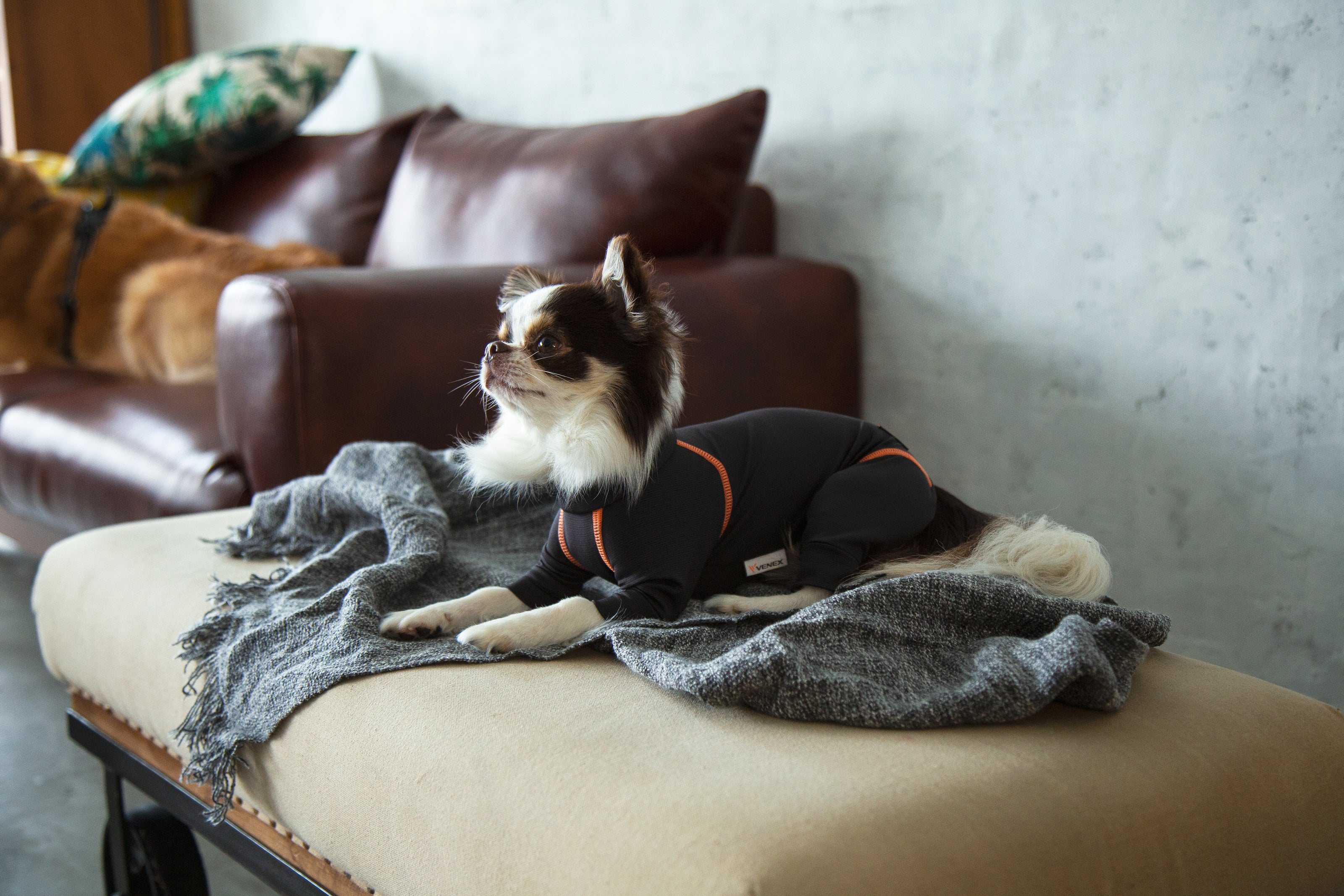 RECOVERY DOGWEAR recovery dog wear